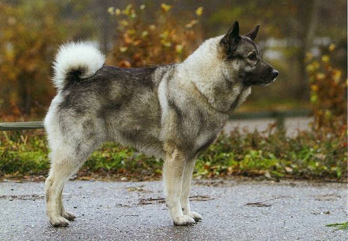 Norsk elghund, grå